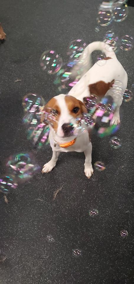 11th Anniversary Celebration Day 1: Bubble Day! - Springfield