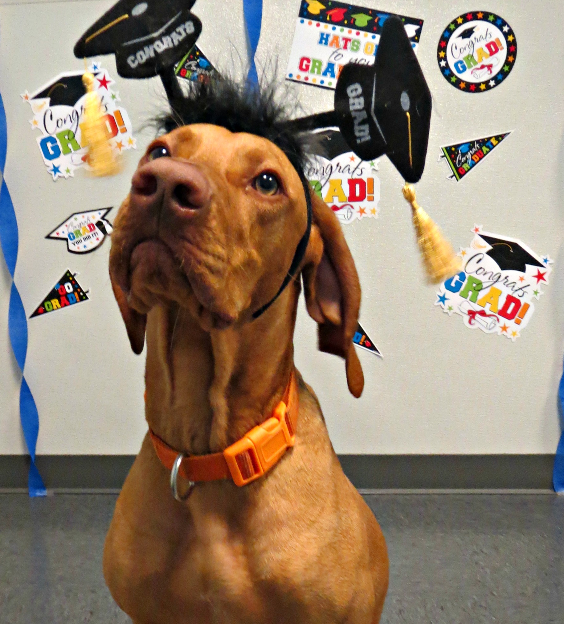 Graduation Photo Day! - Springfield