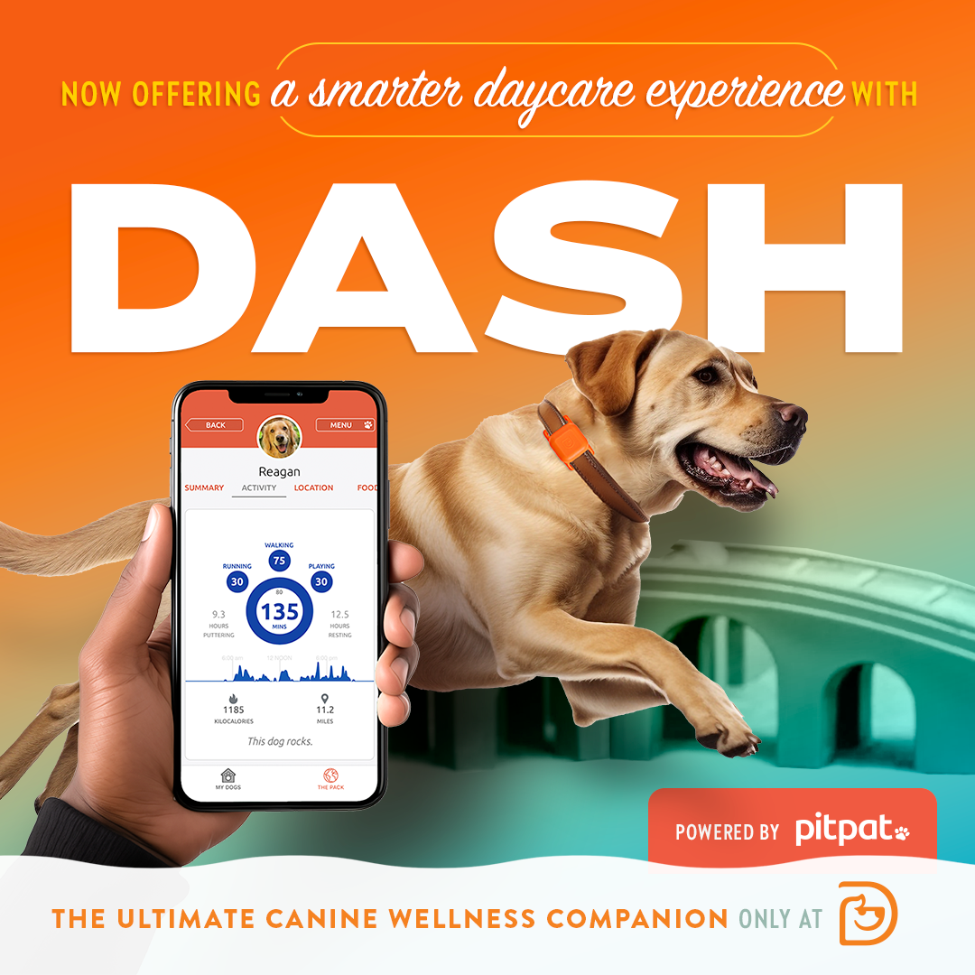 DASH Launch! - Springfield