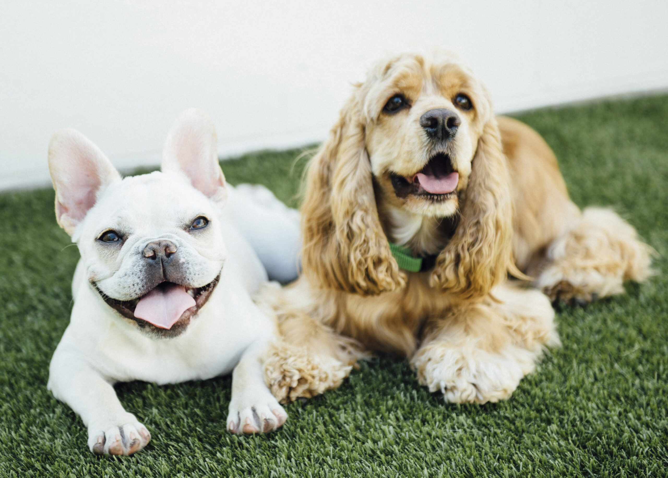 Spring 2026 Festivals in Northern Virginia Where You Can Bring Your Dog ...