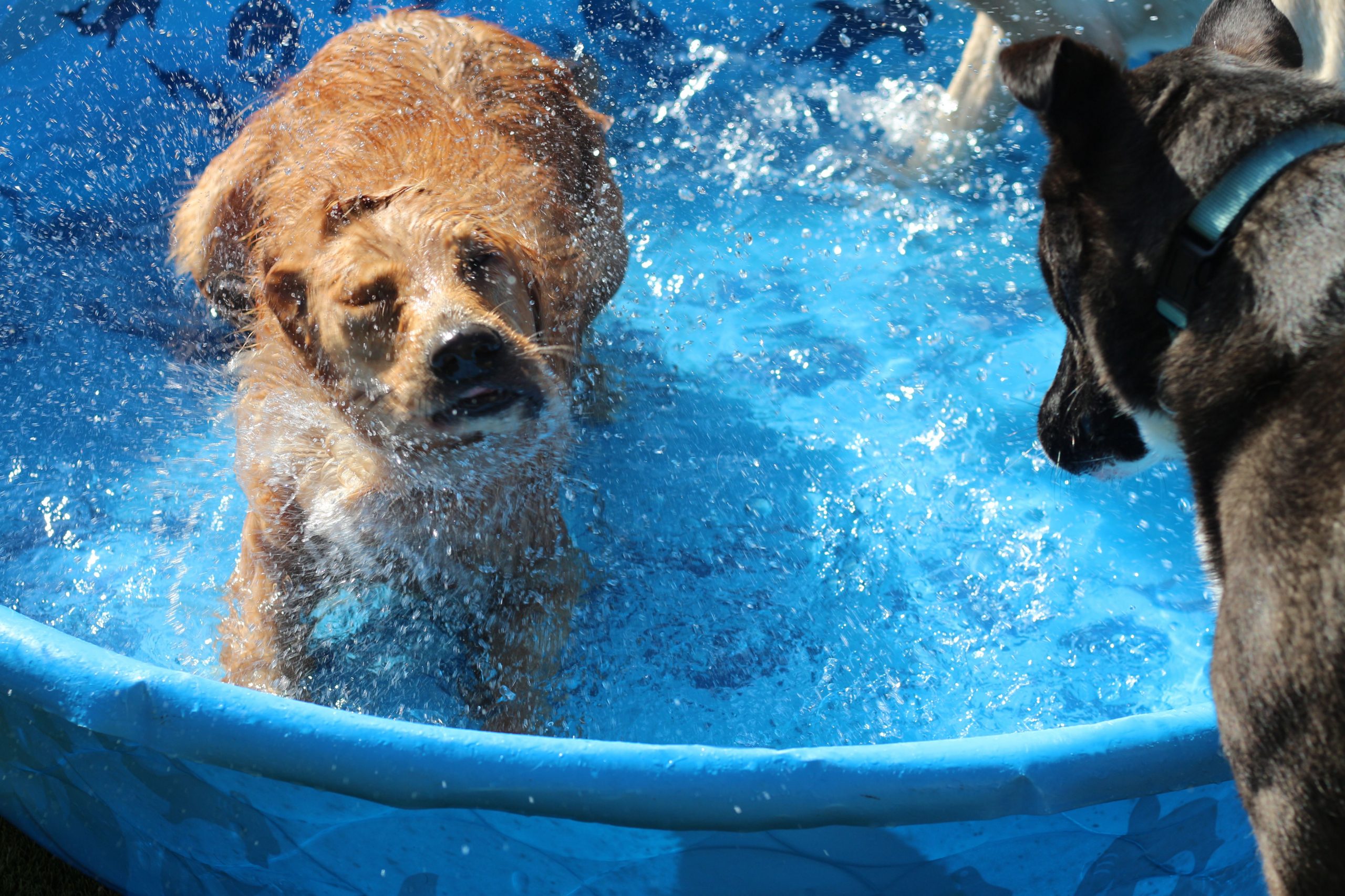 8 Year Anniversary- Pool Party! - Fredericksburg