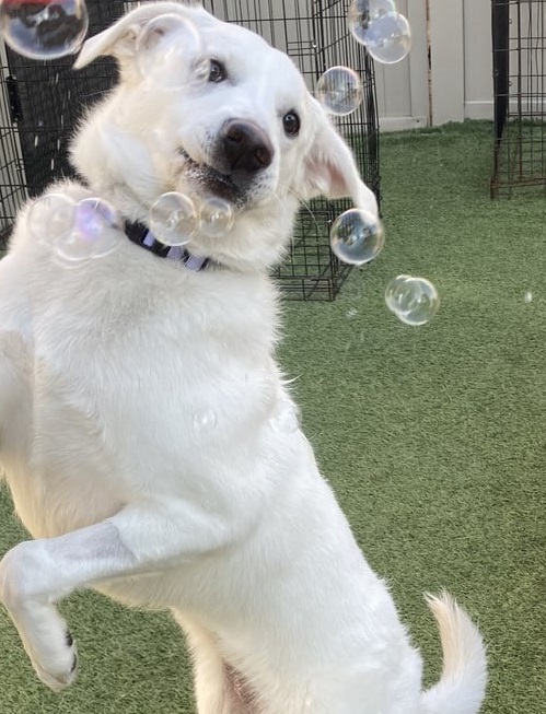 Wellness Wednesday - Bubble Day - Fredericksburg