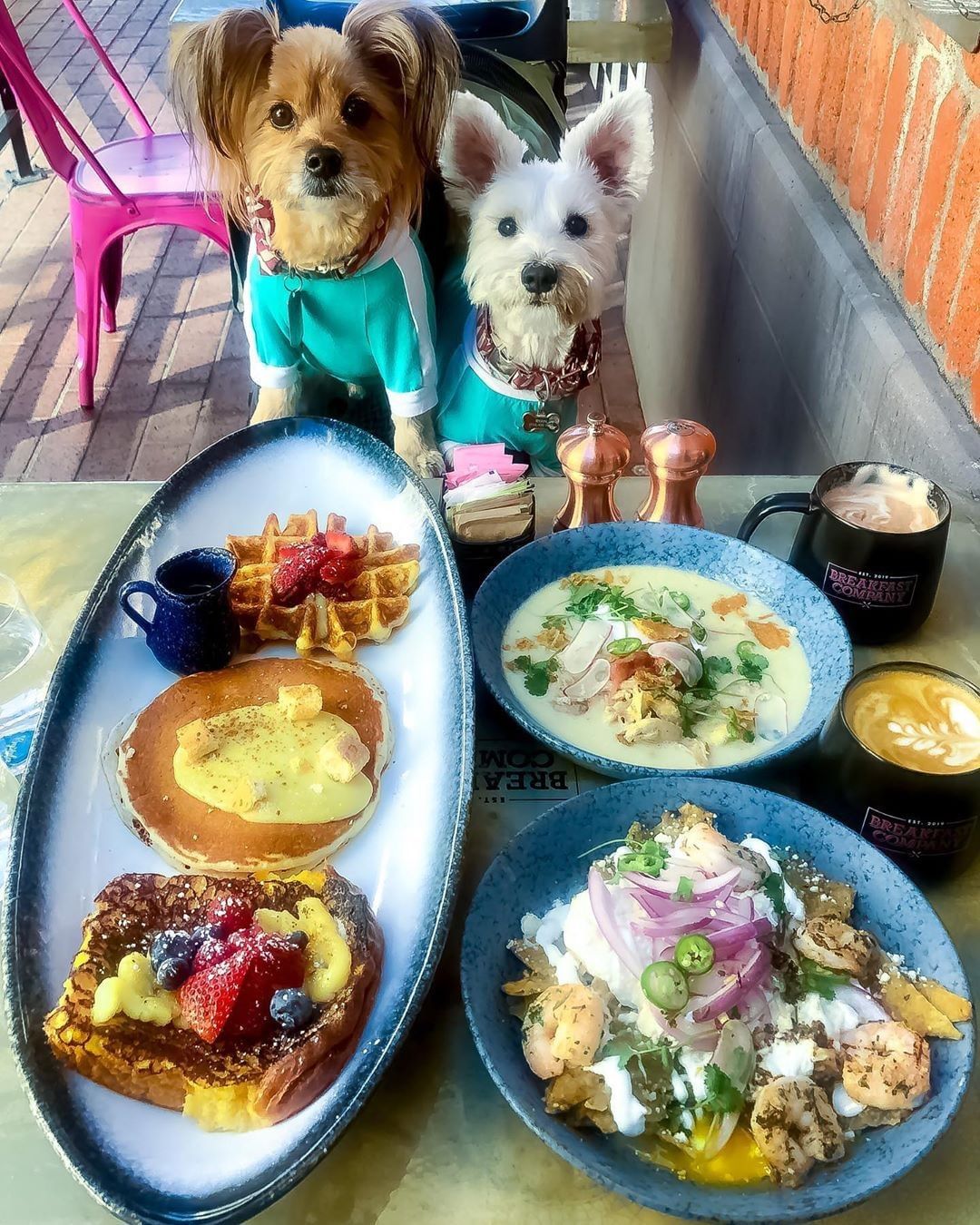 Dogtopia Brunch Fredericksburg dogtopia-brunch-fredericksburg