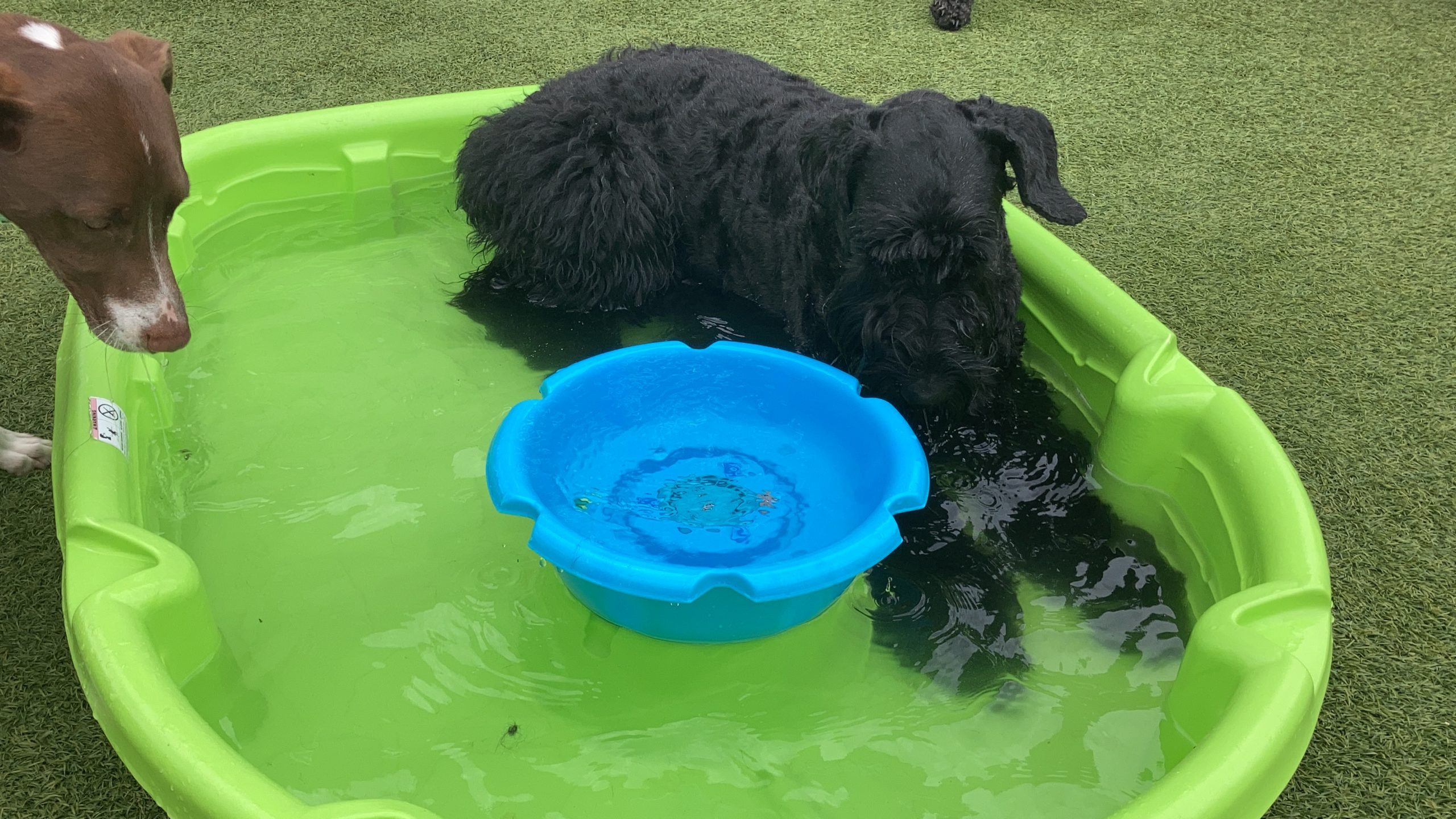 May Pool Day - Fredericksburg