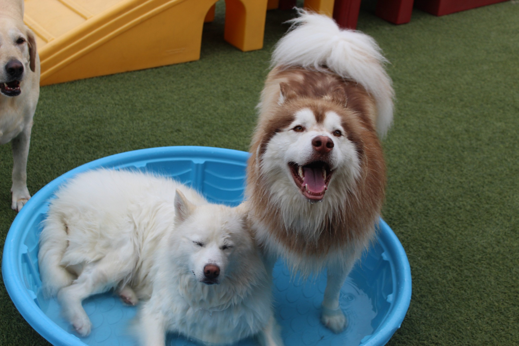 Wellness Wednesday - Pool Party - Fredericksburg