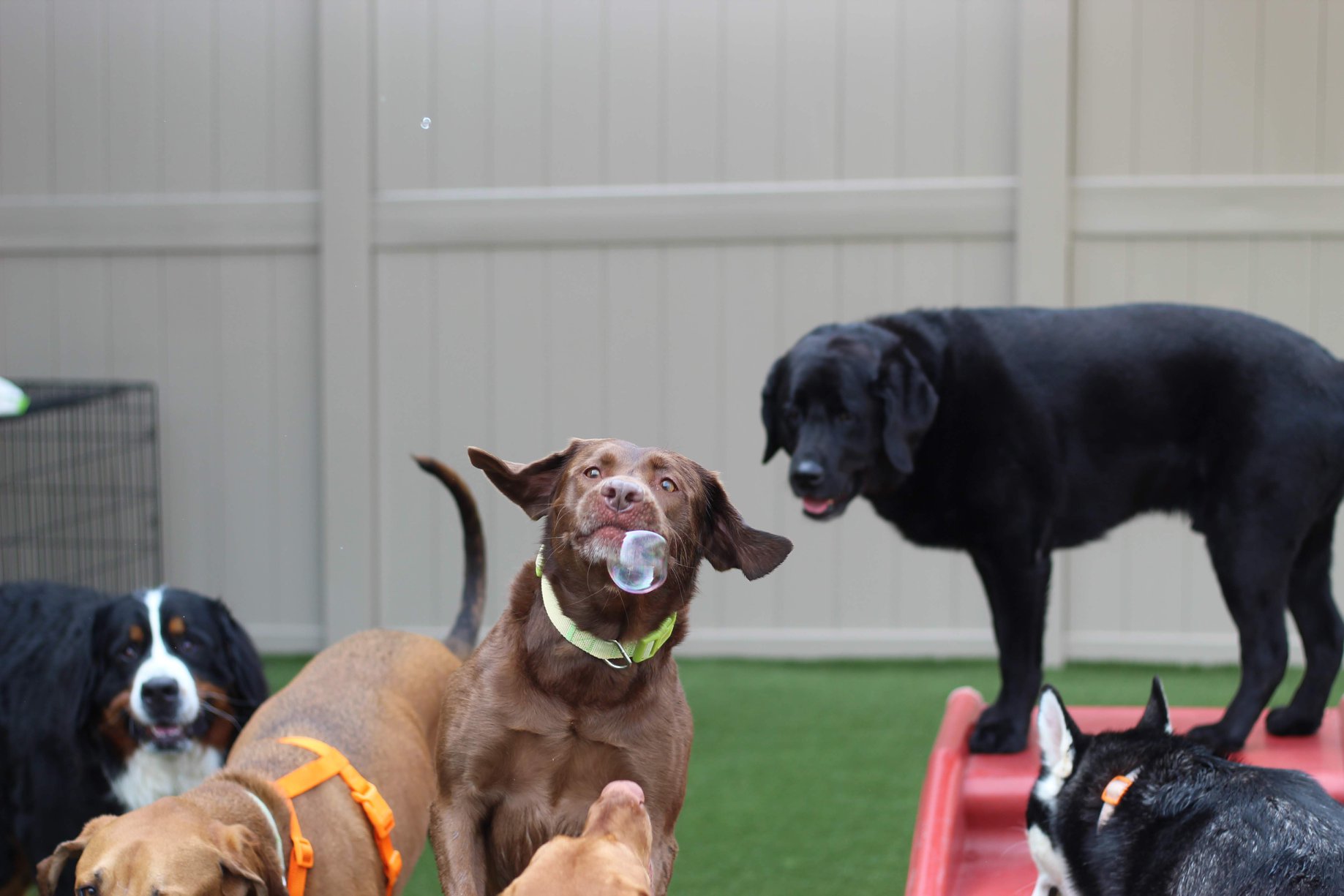 Bubble Day!! - Fredericksburg