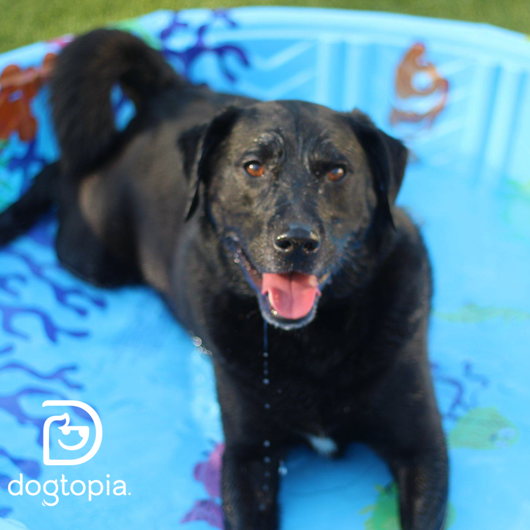 Pool Day!! - Fredericksburg