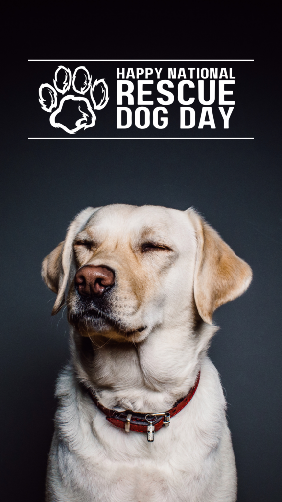 National Rescue Dog Day - Tysons Corner