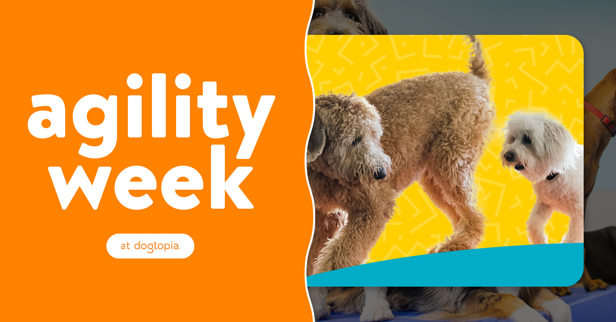 Agility Week - Tysons Corner