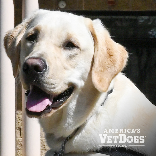 McCain - Tysons Corner