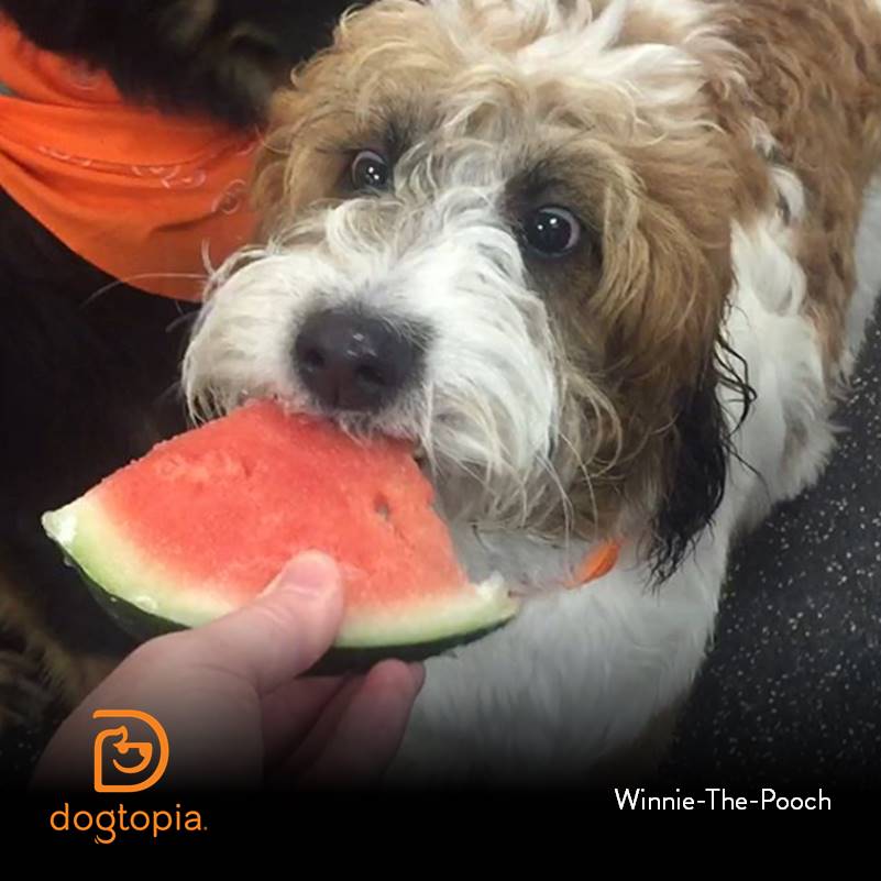 Watermelon Day - Waco