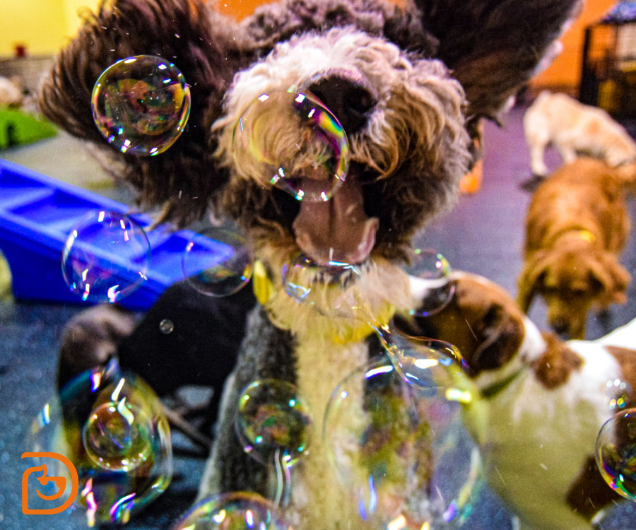 Agility & Bubbles - Gym - Waco