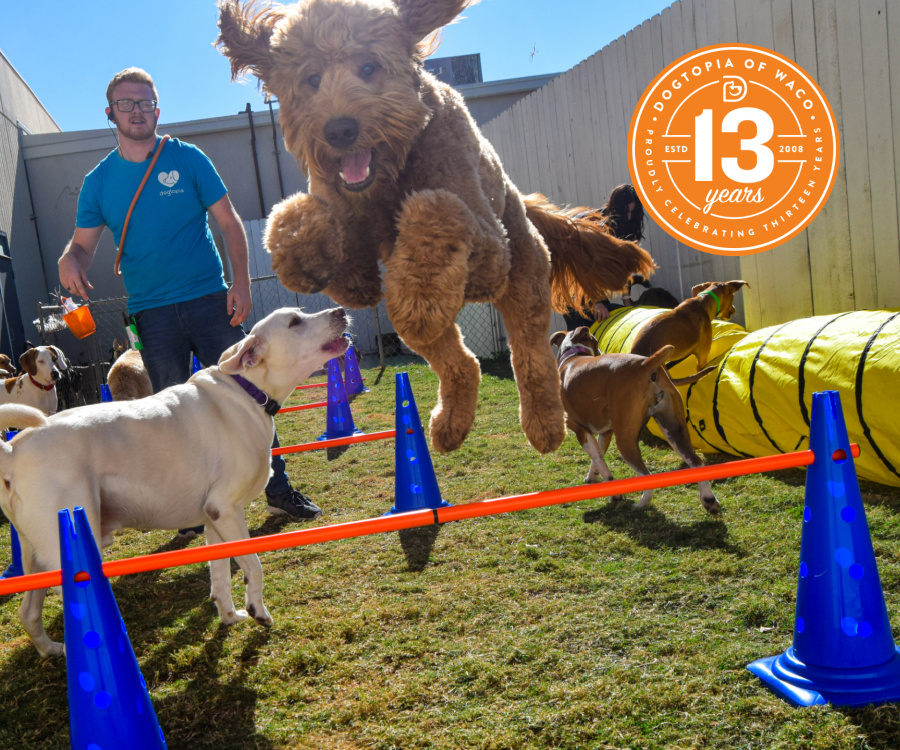 Gym Agility Day! - Waco