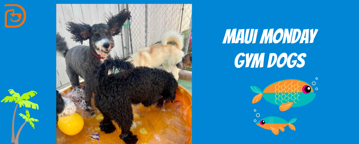 Maui Monday Gym - Waco