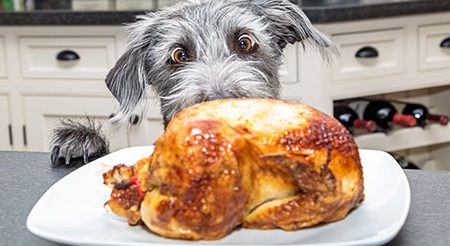 Turkey Tuesday - Temecula