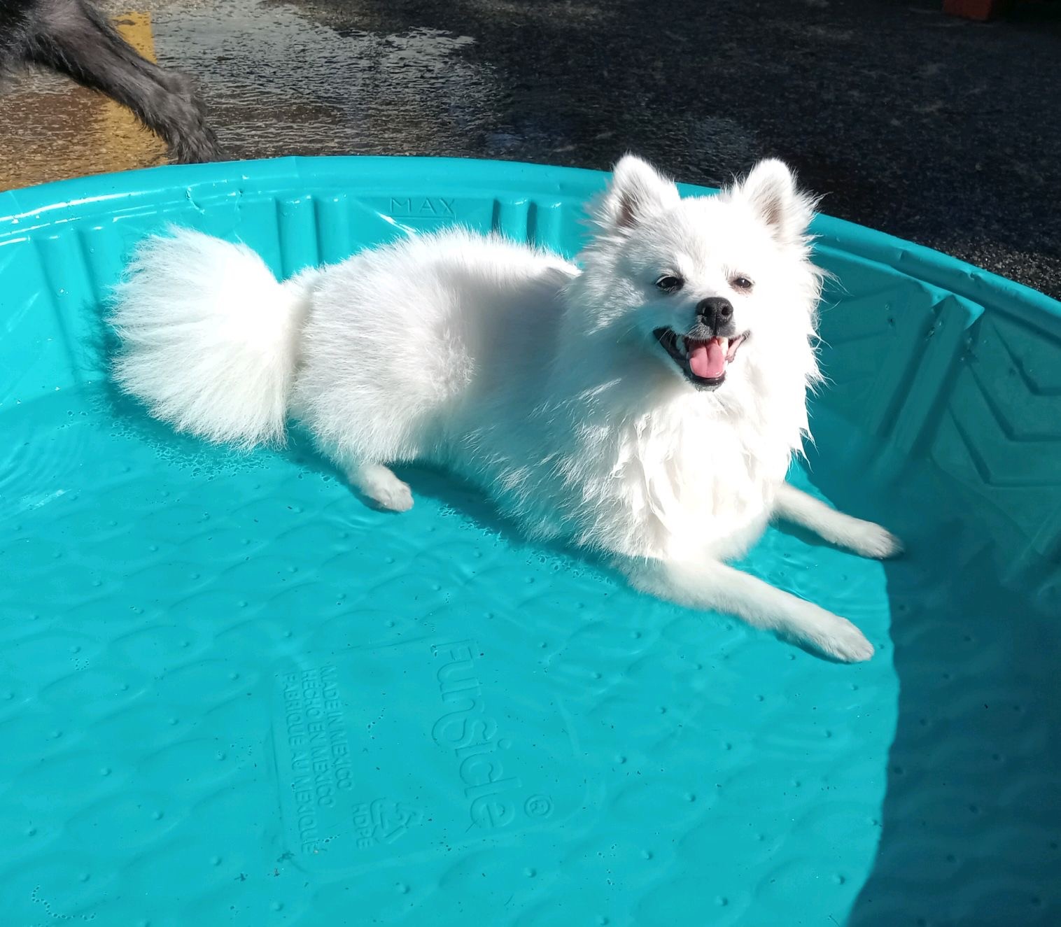 Dog Daycare, Boarding, Spa Temecula | Dogtopia Temecula