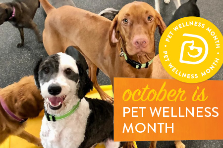 Pet Wellness Month - Austin