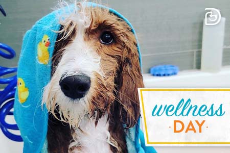 Wellness Wednesday - Spa - Austin