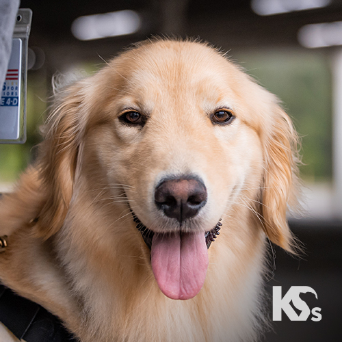 Service Dogs - Austin
