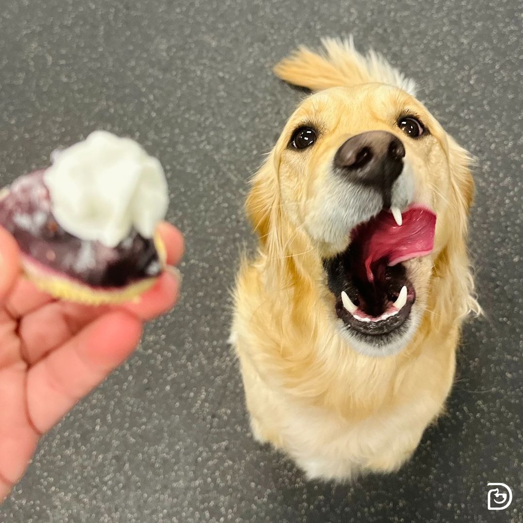 Treat Day! - Omaha-Papillion